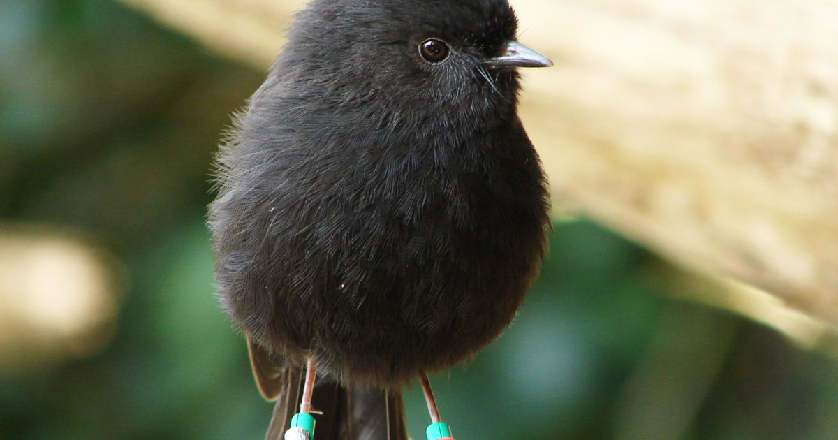 Back in black: the population recovery story continues for endangered black robin - Massey ...