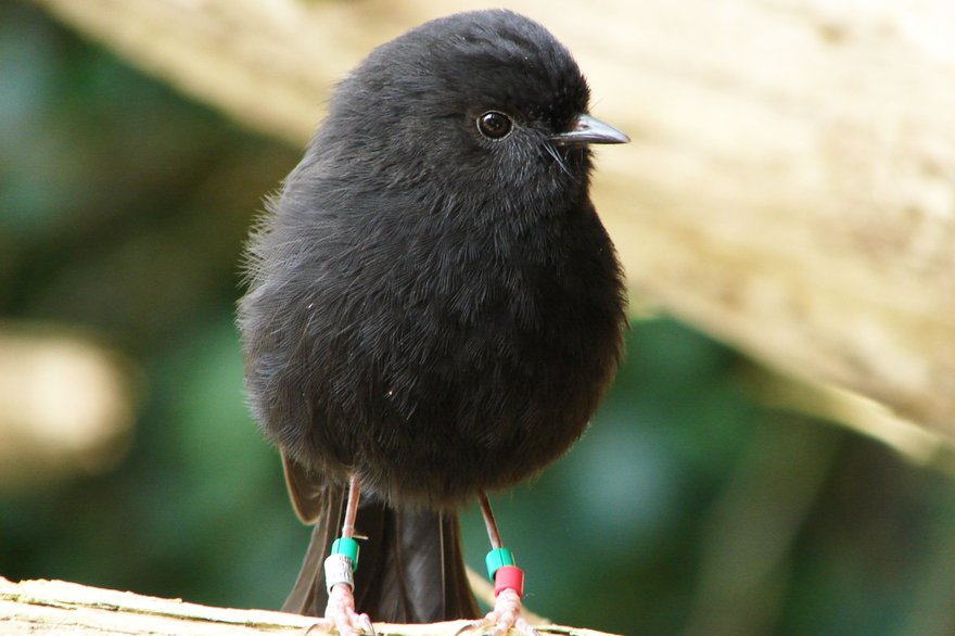Back in black: the population recovery story continues for endangered ...