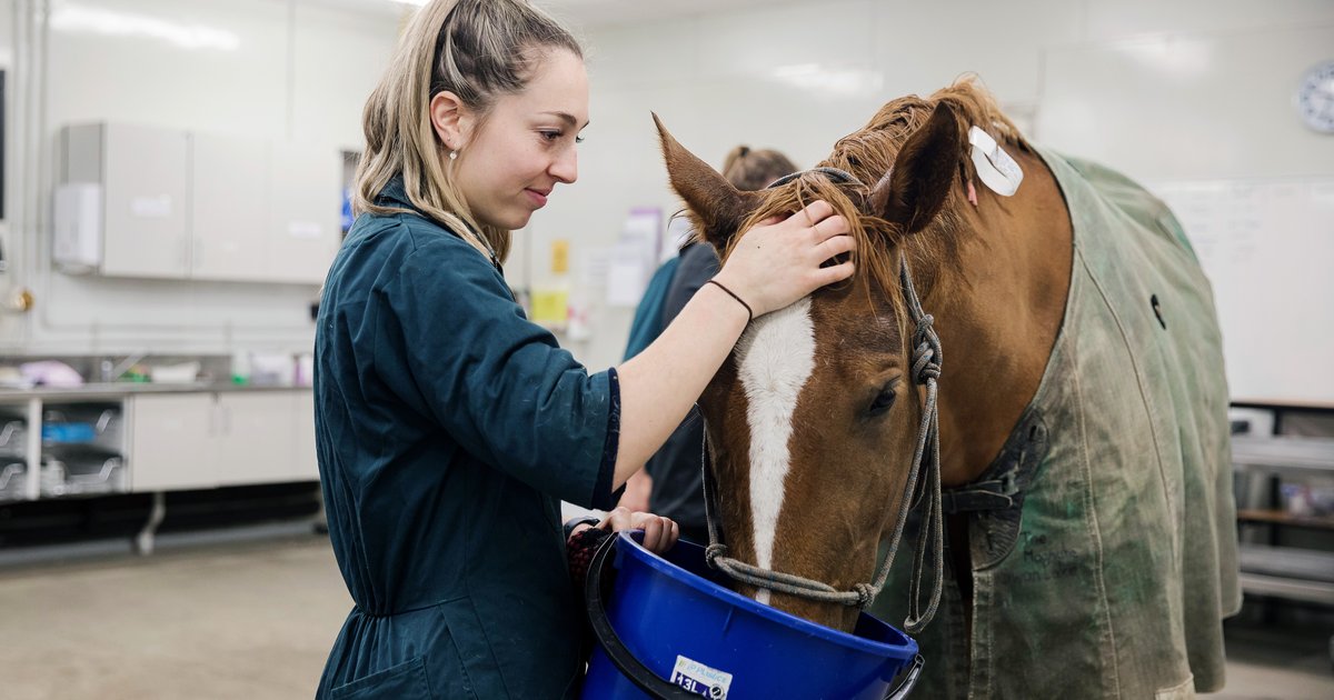 Veterinary Science soars in global rankings - Massey University