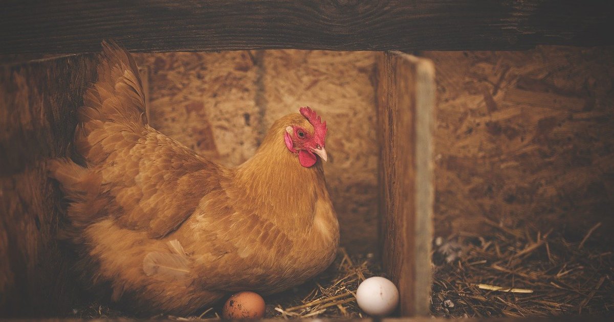 Backyard poultry keepers sought to help design national poultry health ...