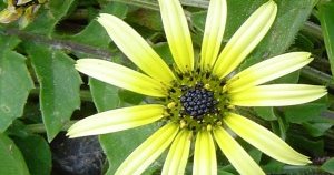 Cape weed - Massey University