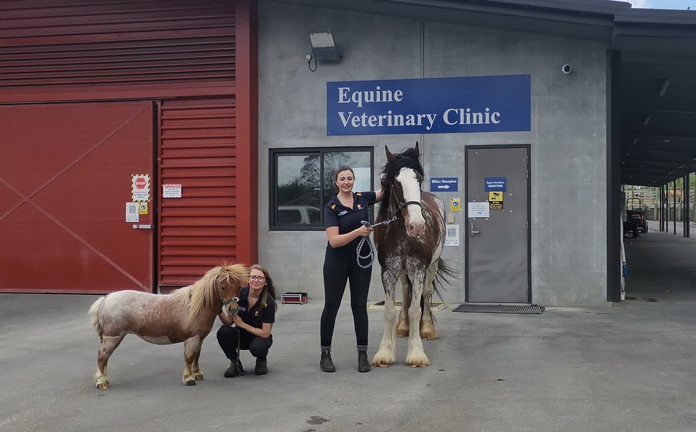 Equine Veterinary Clinic