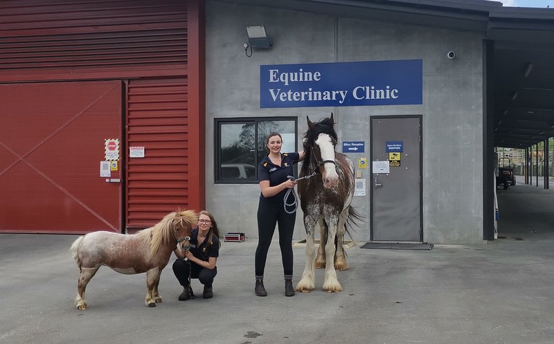 Equine Veterinary Clinic - Massey University