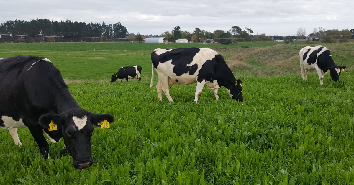 Research shows plantain can significantly reduce nitrogen leaching on ...