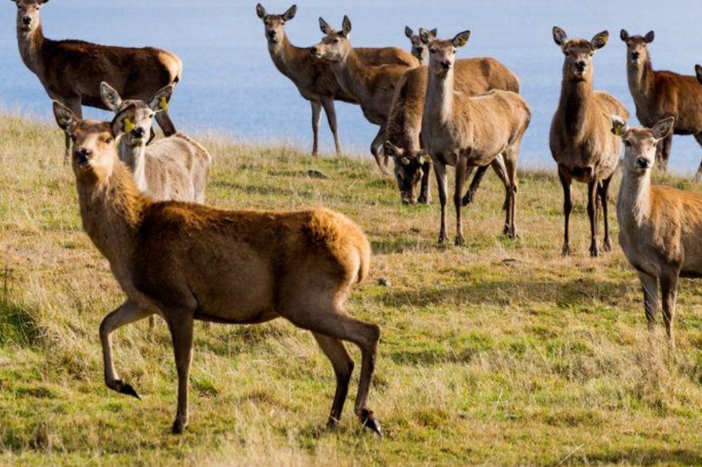 Clinical trial finds deer milk improves muscle mass and physical ...