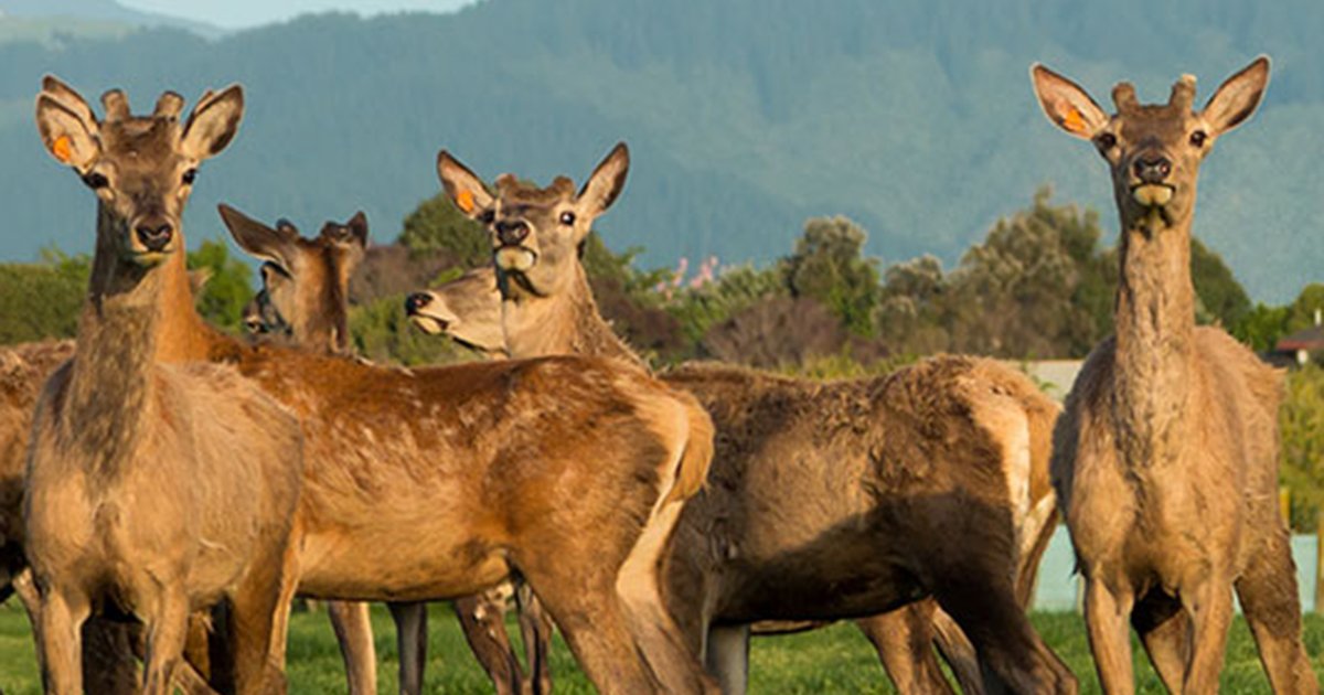 Deer Research Unit - Massey University