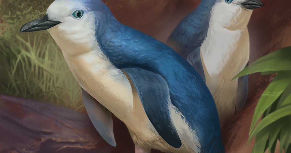 Little fossil penguin species discovered with possible connection to ...