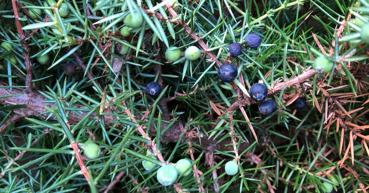 Project seeking to advance a New Zealand juniper berry industry is on ...