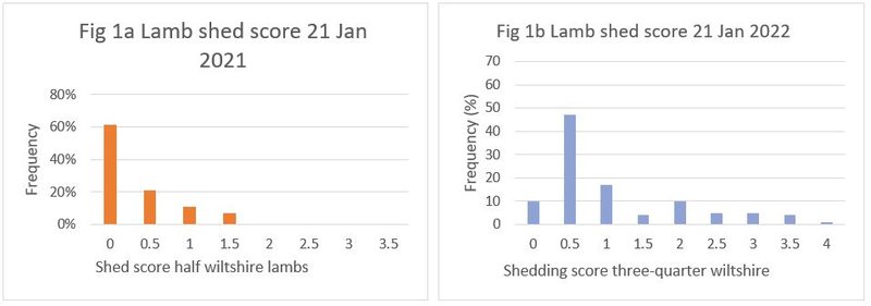 Grading up to a Wiltshire flock of shedding sheep - Massey University