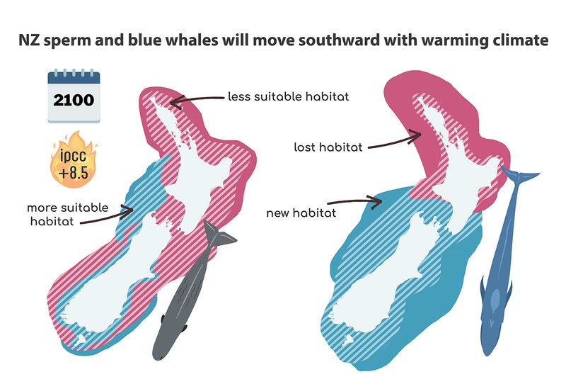 Climate change predicts southerly shift of iconic whale species in New ...