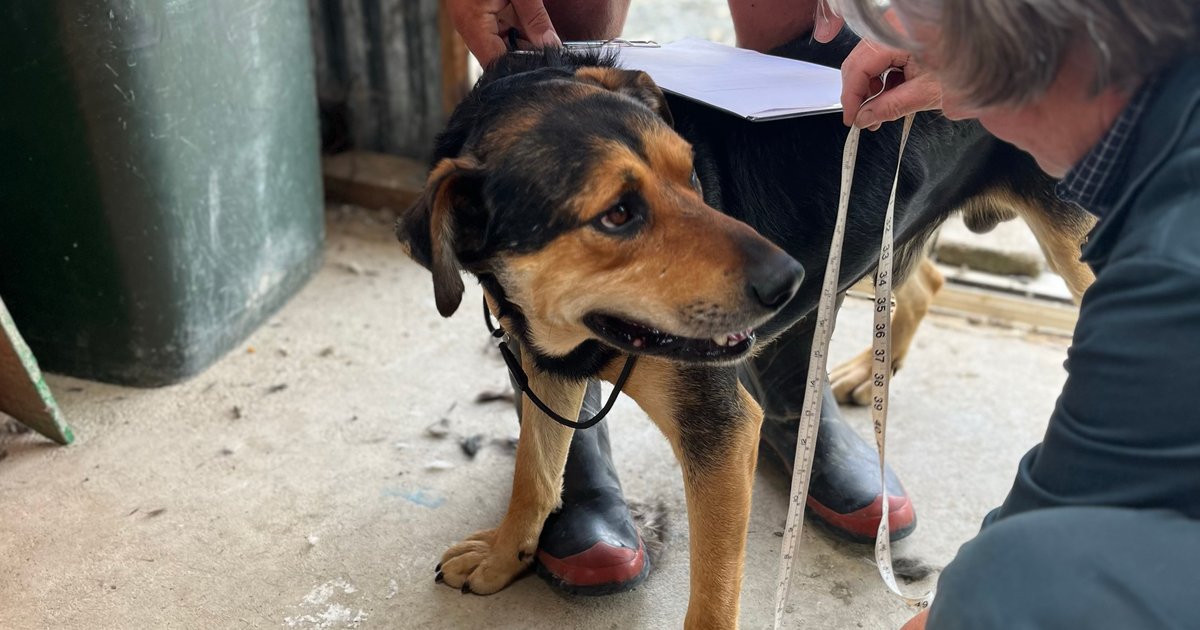 Pāmu pups do their bit for working dogs project - Massey University