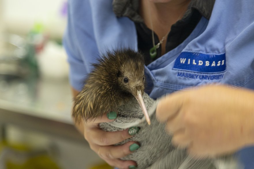 New research underway to enhance kiwi welfare and conservation