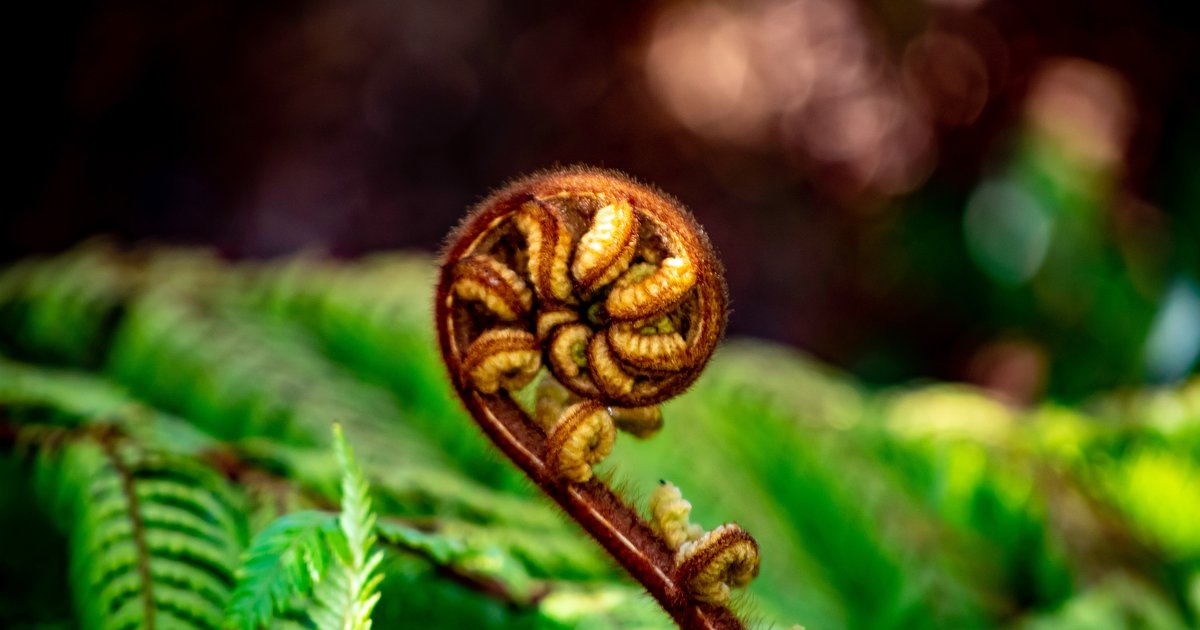 Three Massey projects awarded MBIE Vision Mātauranga Capability funding ...