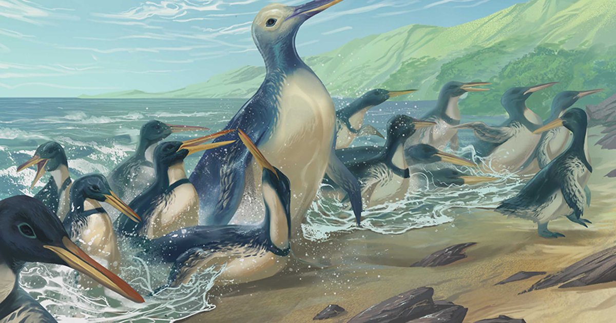 Discovery of largest-known penguin species reveals significant ...