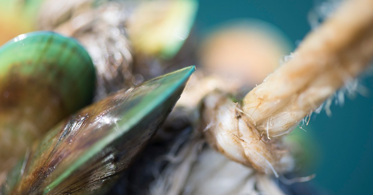 Study shows older women get pain reduction from New Zealand Greenshell ...
