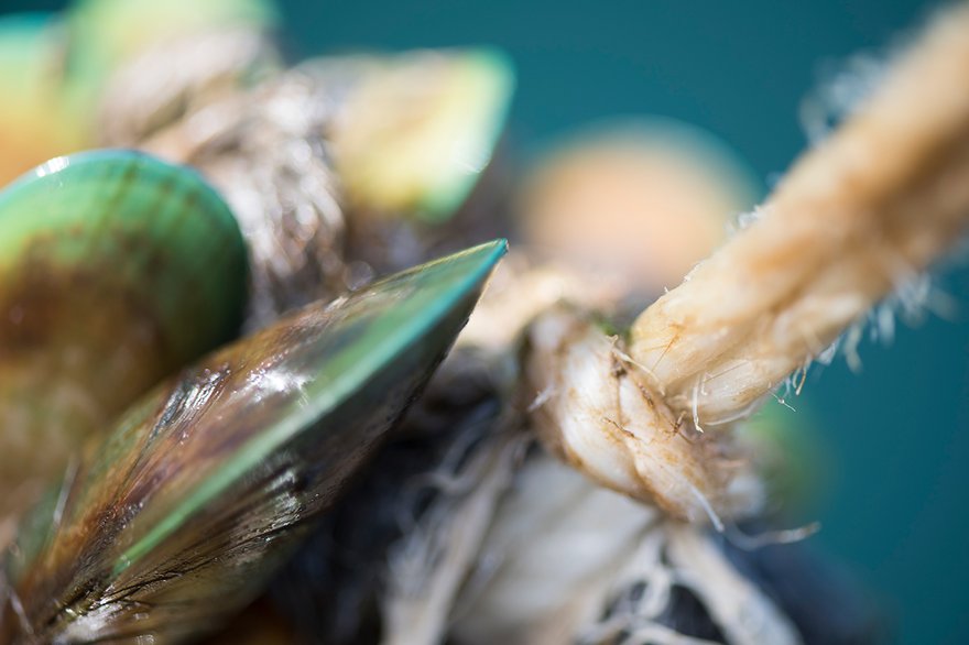 Study shows older women get pain reduction from New Zealand Greenshell ...