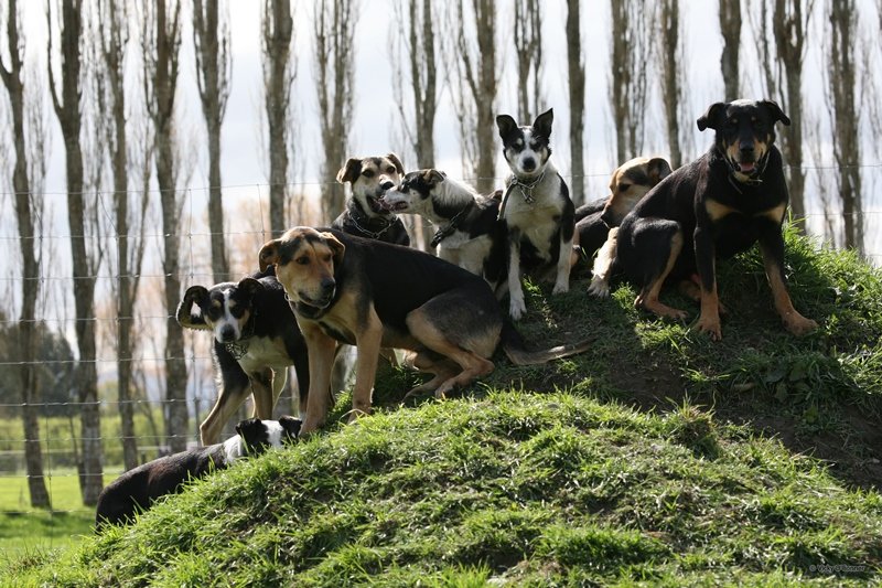 Massey University Working Dog Centre