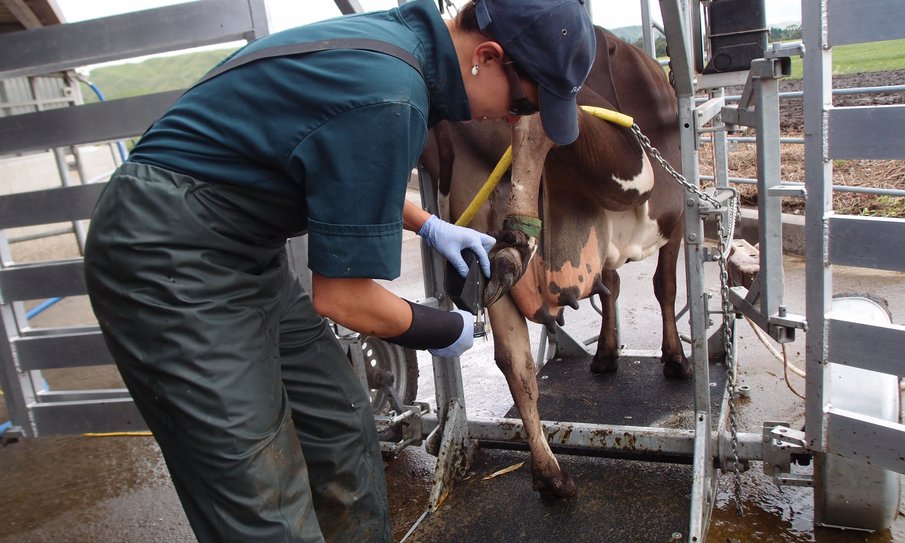 Study veterinary science - Massey University