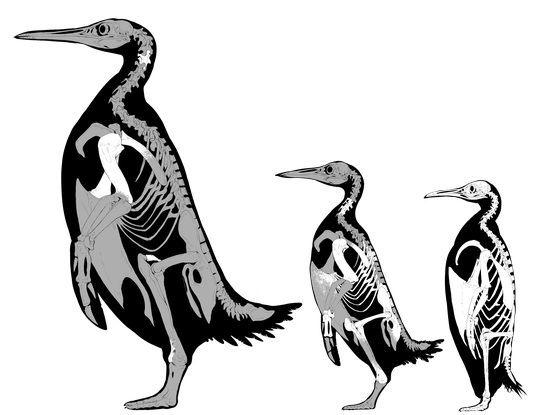 Discovery of largest-known penguin species reveals significant ...