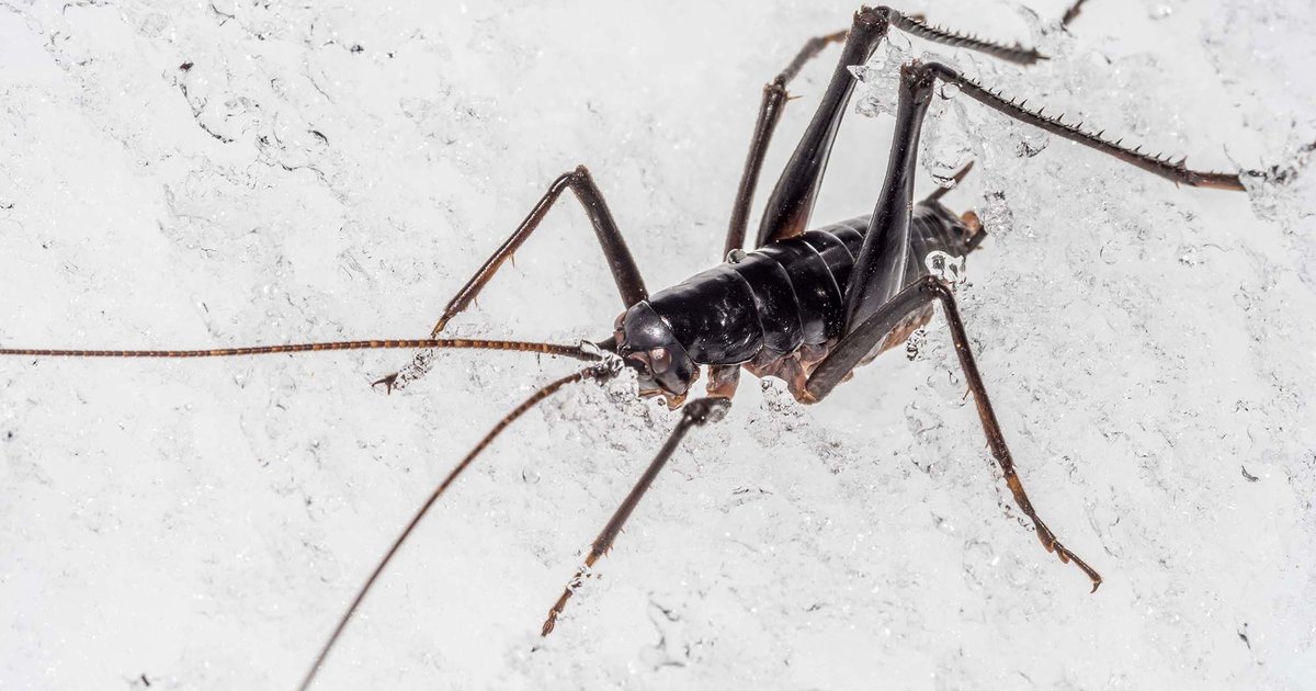 Researchers discover six new species of New Zealand wētā - Massey ...