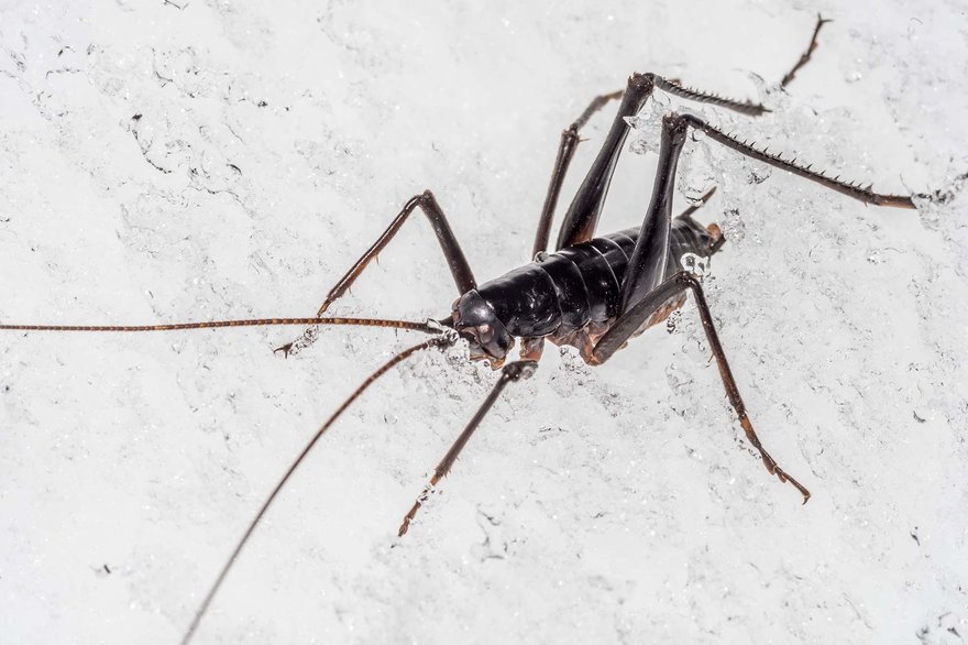 Researchers discover six new species of New Zealand wētā