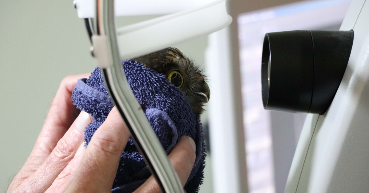 Ruru returns to the wild after appointment with the optometrist ...