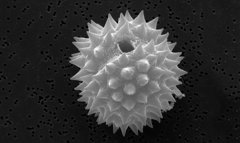 School of Agriculture and Environment - Massey University