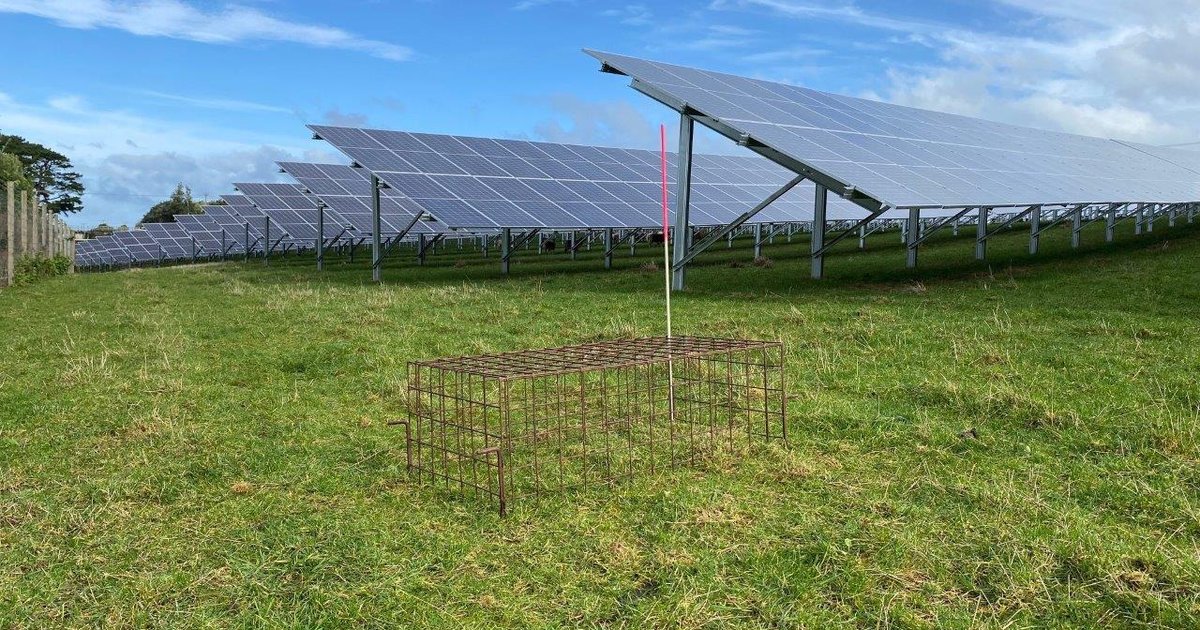 Massey exploring the potential for combined solar and pastoral farming ...