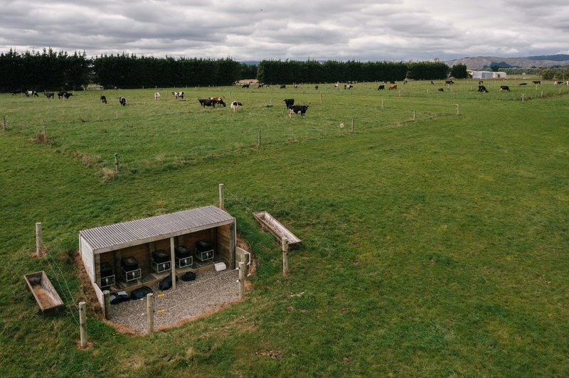 Research shows plantain can significantly reduce nitrogen leaching on farms