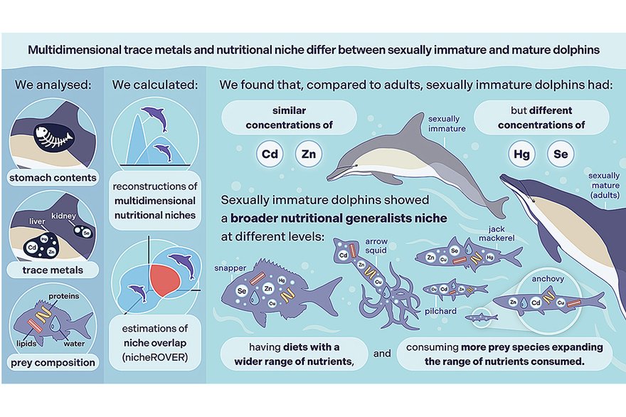 Study reveals how dolphin maturity affects the ingestion of dietary ...