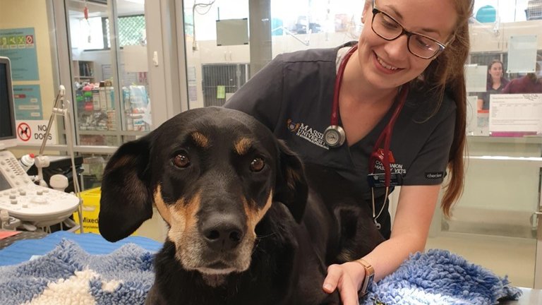 Study veterinary science