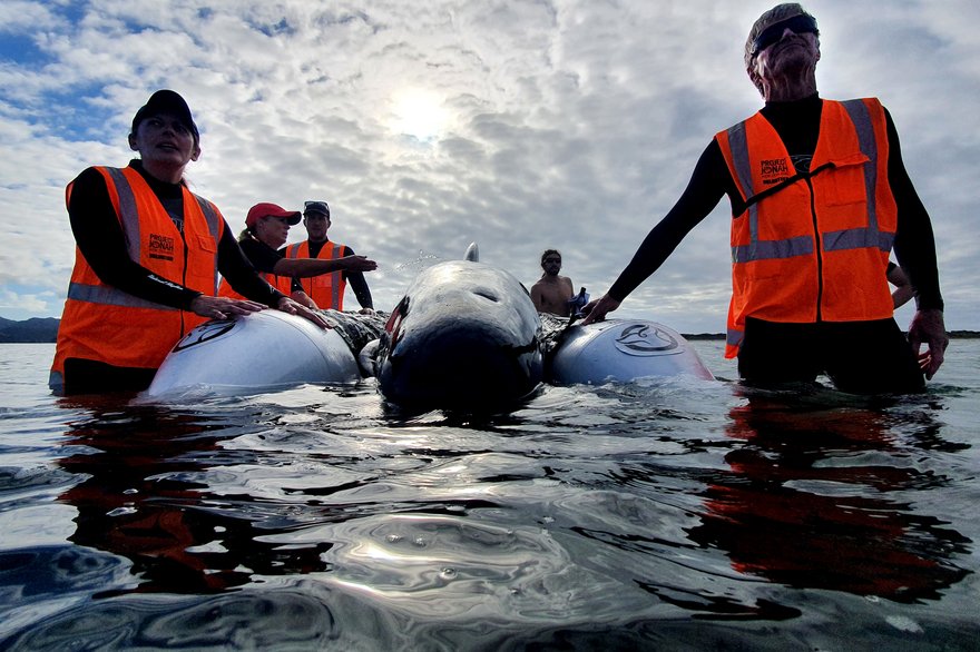 Human expectations at stranding events may lead to negative outcomes ...