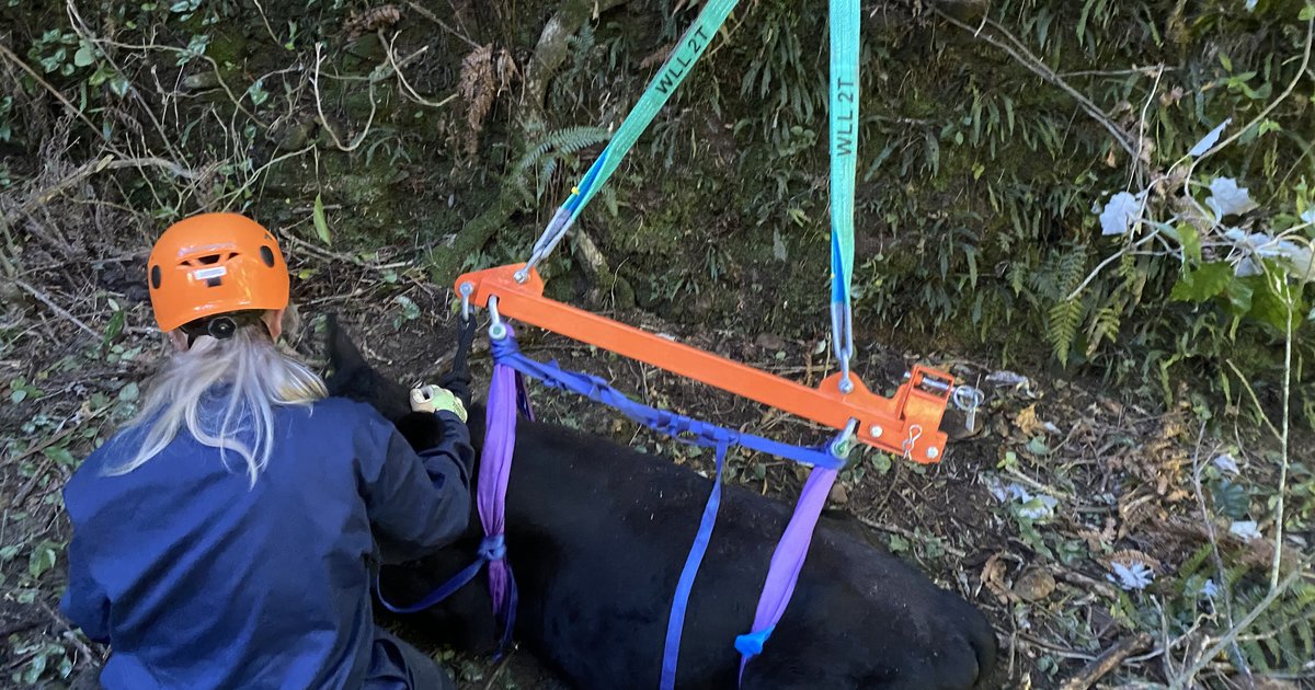Veterinary Response Team reunites heifer with family - Massey University