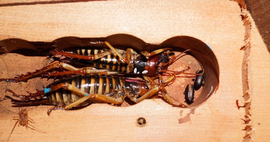 New research enables non-lethal monitoring of wētā - Massey University