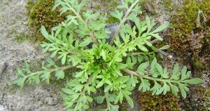 Twin cress - Massey University