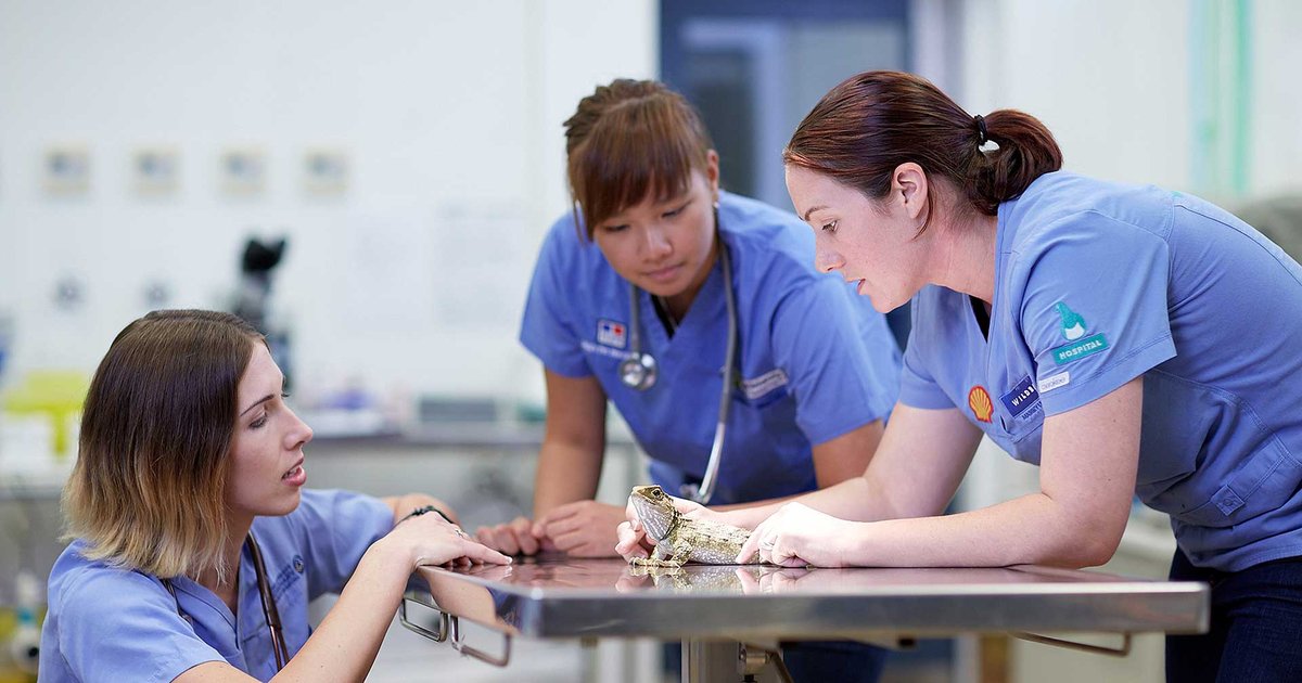 About the Veterinary Teaching Hospital - Massey University