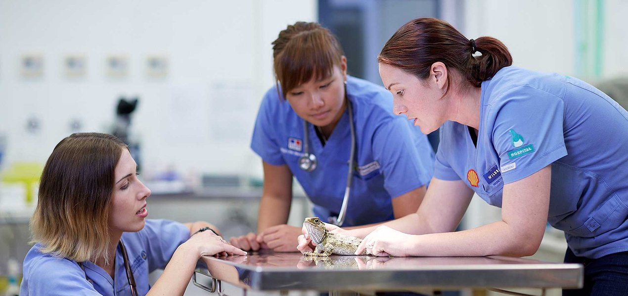 Join our veterinary team - Massey University