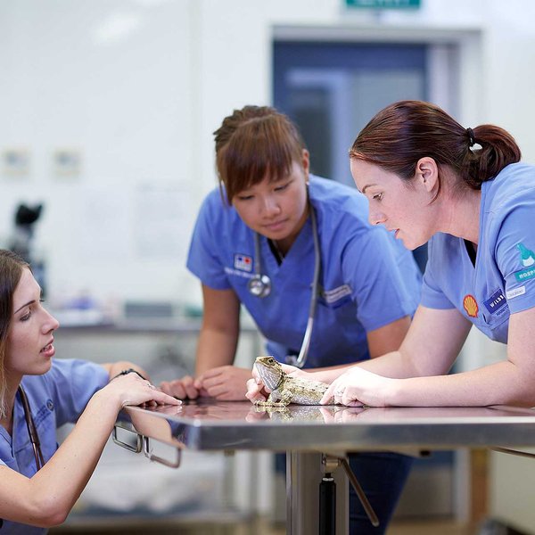 Join our veterinary team - Massey University