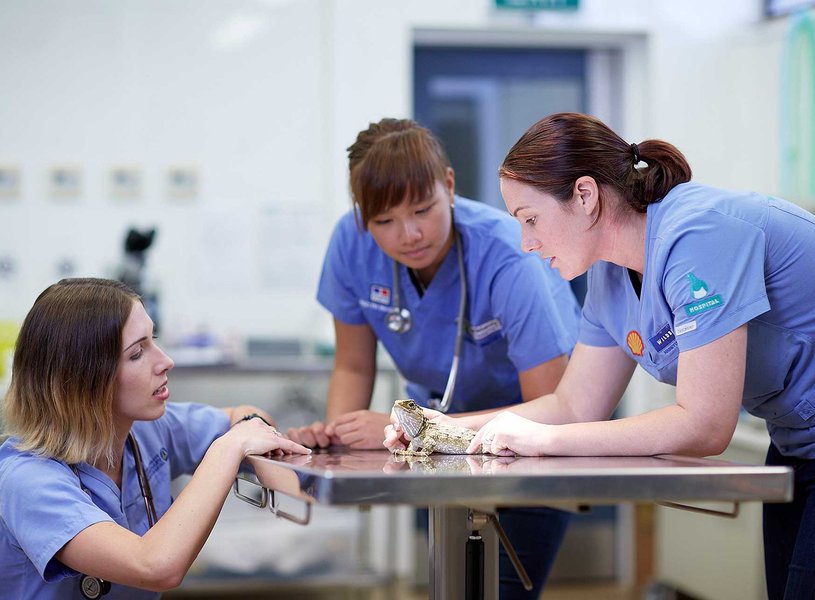 Join our veterinary team - Massey University