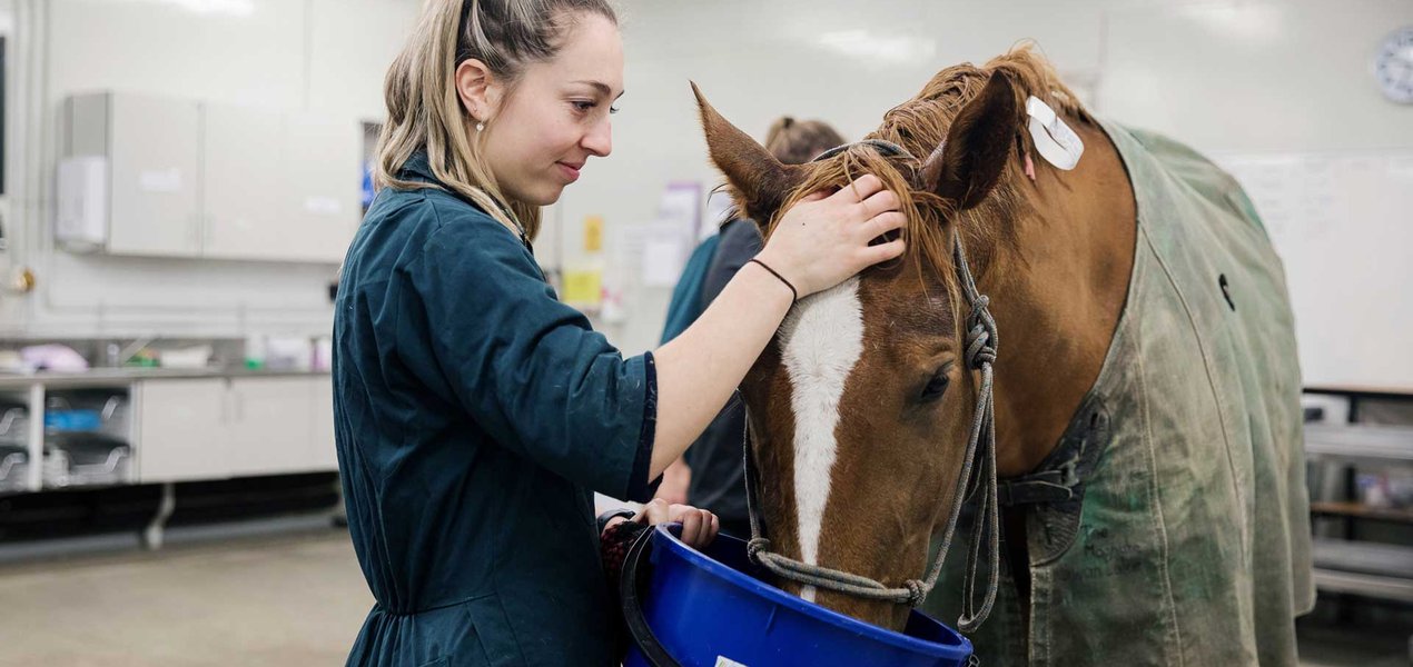 Study veterinary science