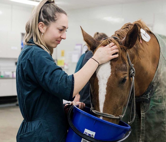 Study veterinary science