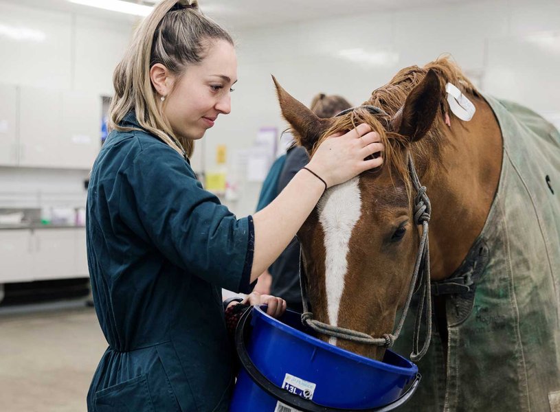 Study veterinary science