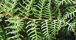 Bracken - Massey University