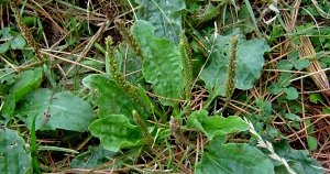 Broad-leaved-plantain - Massey University