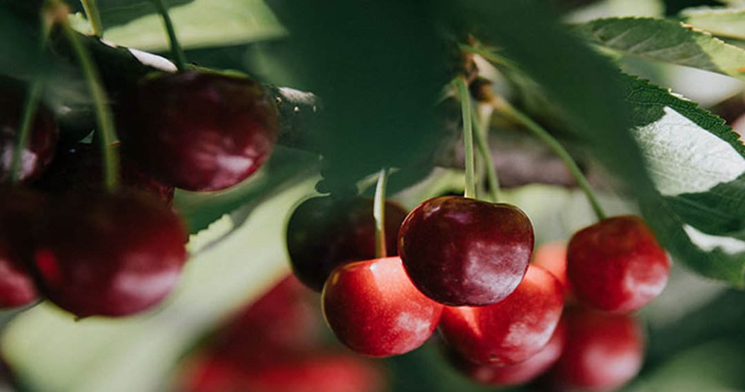 New study puts the cherry on top for health benefits - Massey University