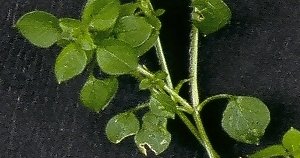 Chickweed - Massey University