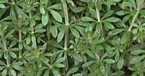 Cleavers - Massey University