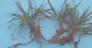 Couch - Massey University