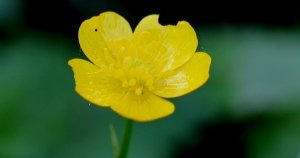 Creeping buttercup - Massey University