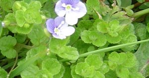 Creeping speedwell - Massey University